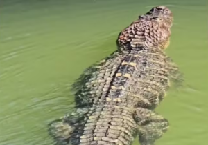 Filmado na Amazônia o maior jacaré da América do Sul